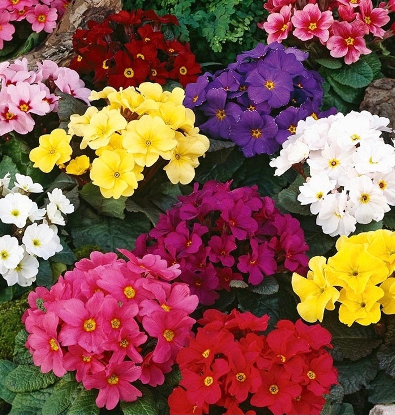 Oxlip Primrose Flowers Blend 0.1g 30 Seeds Primula Elatior NON GMO ...