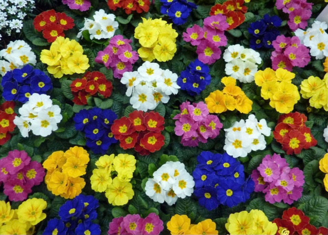 Oxlip Primrose Flowers Blend 0.1g 30 Seeds Primula Elatior NON GMO ...