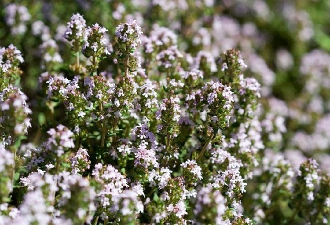 Thym sauvage Thym rampant 01 g 300 graines Thymus - Etsy France