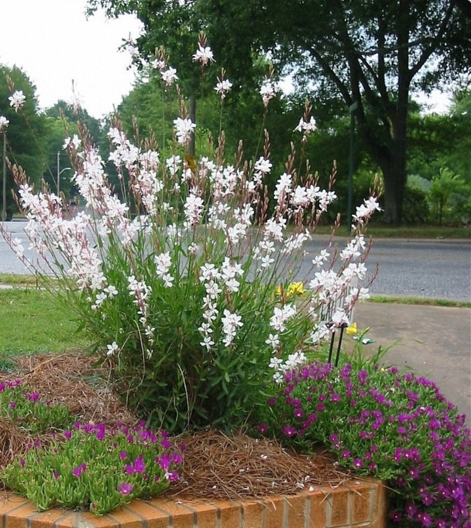 Lindheimer's Beeblossom White Gaura Flowers 0.5g 20 - Etsy UK