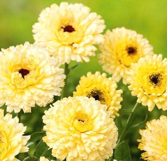 Marigold Cream Beauty Flowers 2g 100 Seeds Calendula Officinalis NON ...