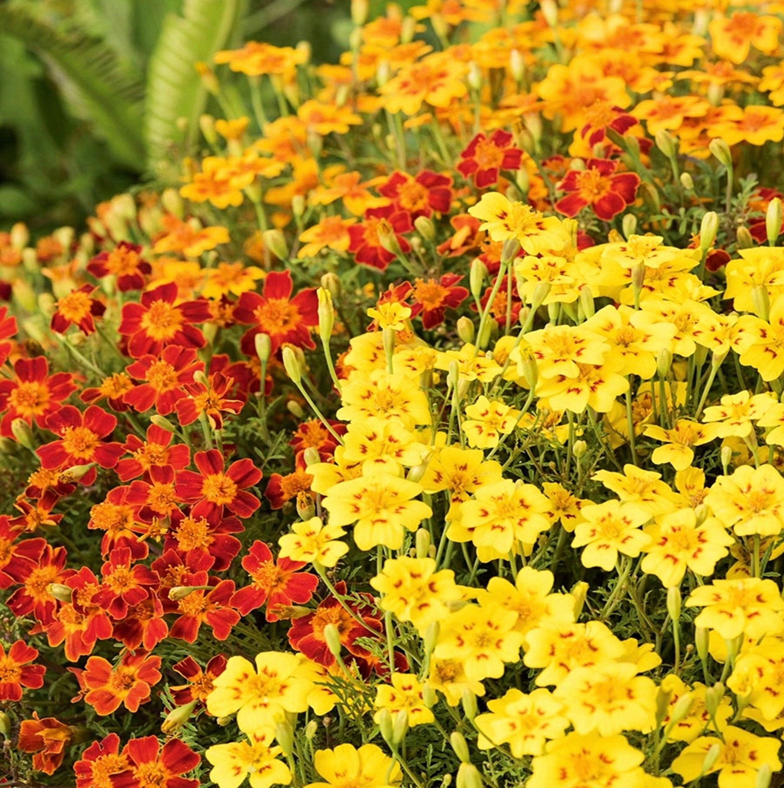 Signet Marigold Lemon Marigold Starfire Flowers Blend 0.5g 100 Seeds ...
