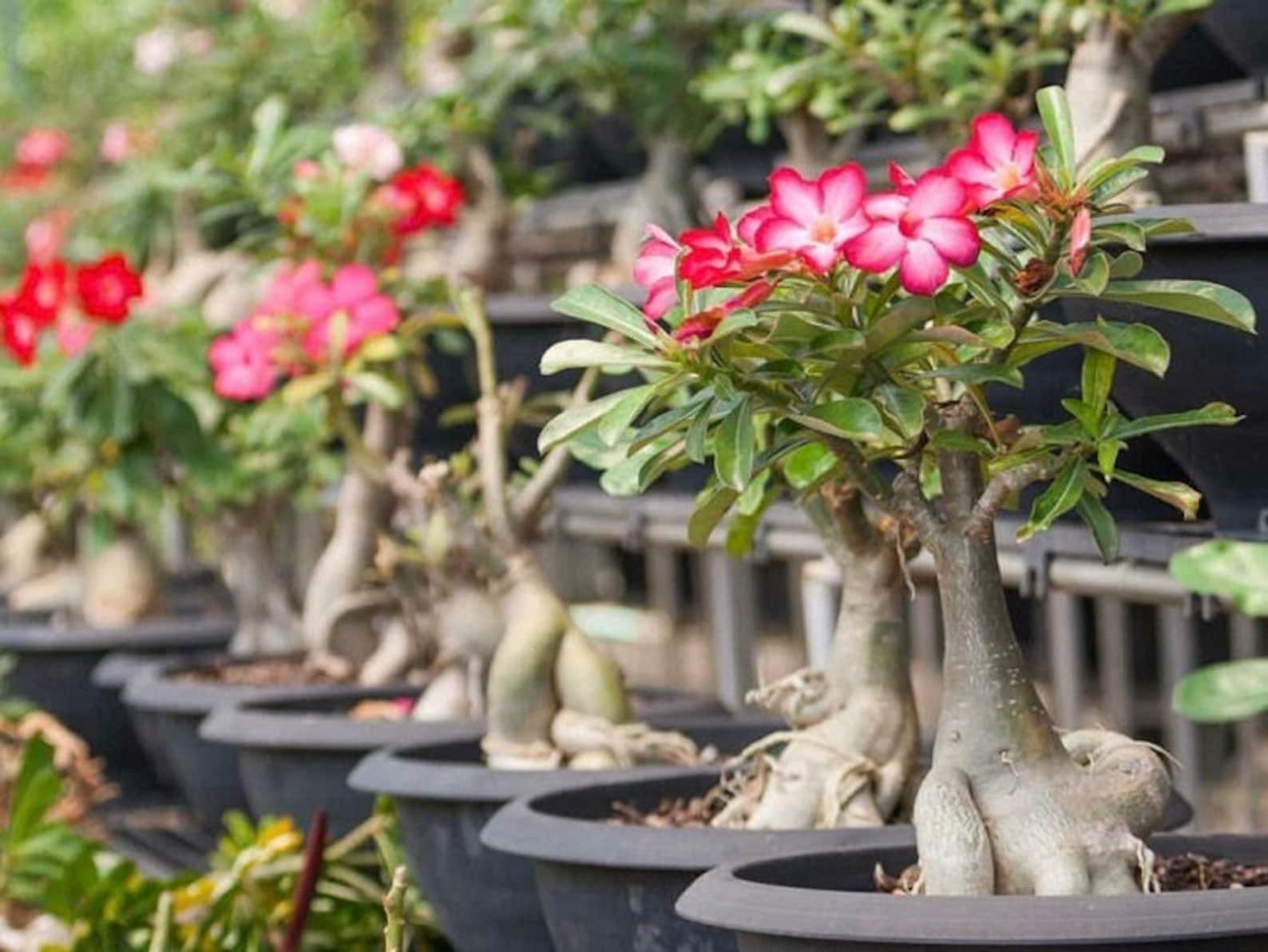 Desert Rose Mini Baobab 5 Graines Adenium Obesum - Etsy France