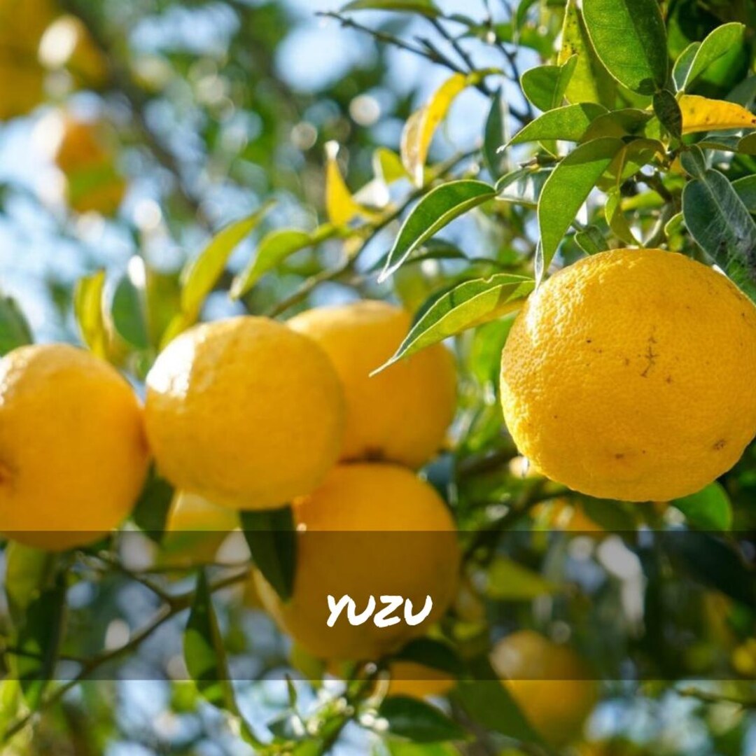 Organic Yuzu Seeds Citrus Junos Container Gardening Home Gardening - Etsy