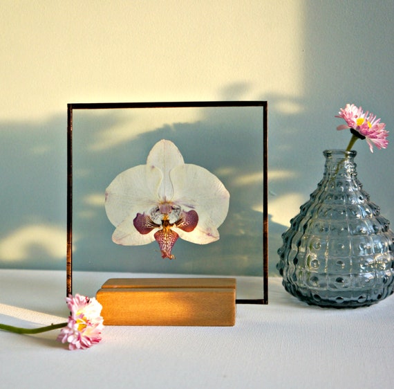 White Orchid Wall Decor Pressed White Flower Frame Real Orchid - Etsy