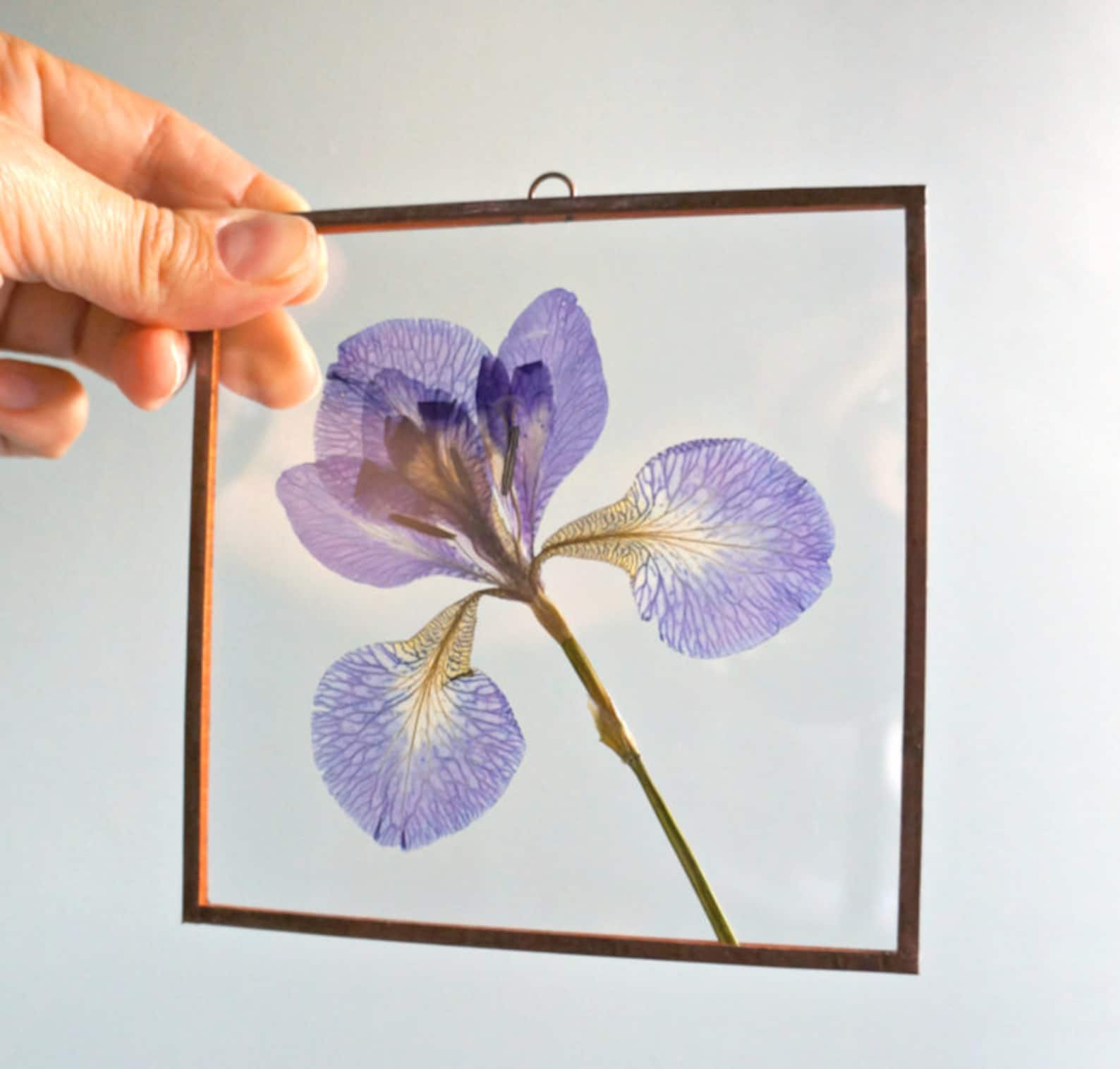 Pressed Flower Frame Purple Iris Dried Flower Art Mothers Day Gift Box ...