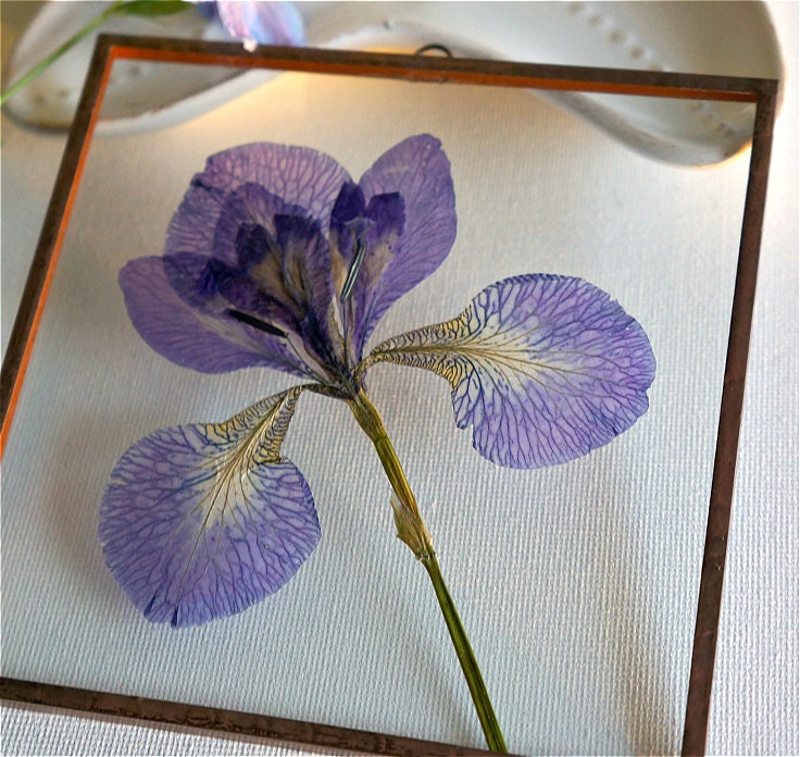 Pressed Flower Frame Purple Iris Dried Flower Art Mothers Day Gift Box ...