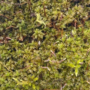 Star Moss Syntrichia Princeps | Live Moss With Sporophytes | Terrarium ...
