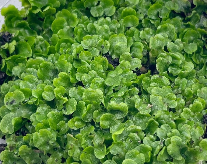 Live Thalloid Liverwort “scale Moss” Fresh Picked for Terrarium, Fairy ...