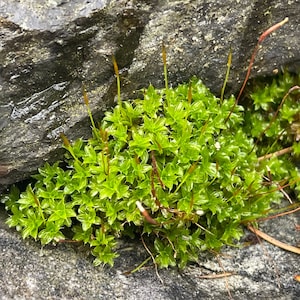 Star Moss Syntrichia Princeps | Live Moss With Sporophytes | Terrarium ...