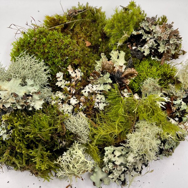 Terrarium Moss - Etsy