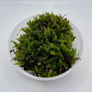 Swan’s-neck Thyme Moss | Mnium Hornum | Terrarium Moss - Etsy
