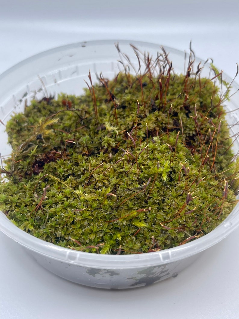 Star Moss Syntrichia Princeps Live Moss With Sporophytes - Etsy