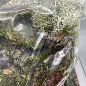 Jumbo 1 Gallon Live Moss Bag | 5 Types of Moss | Topped off With Lichen ...