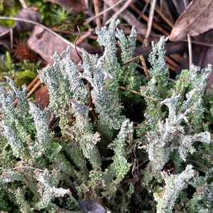 Dragon Horn Lichen | Cladonia Squamosa - Etsy