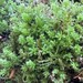 Swan’s-neck Thyme Moss | Mnium Hornum | Terrarium Moss - Etsy