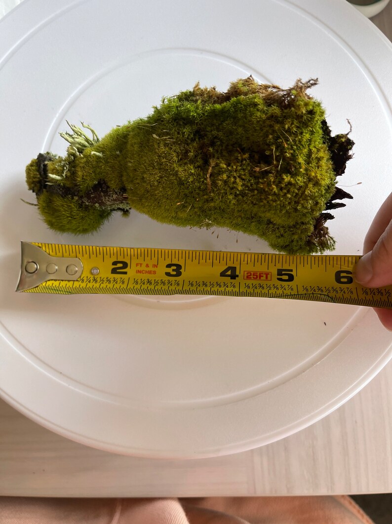 Moss/lichen Wood Specimen | Live | Each One is Unique - Etsy