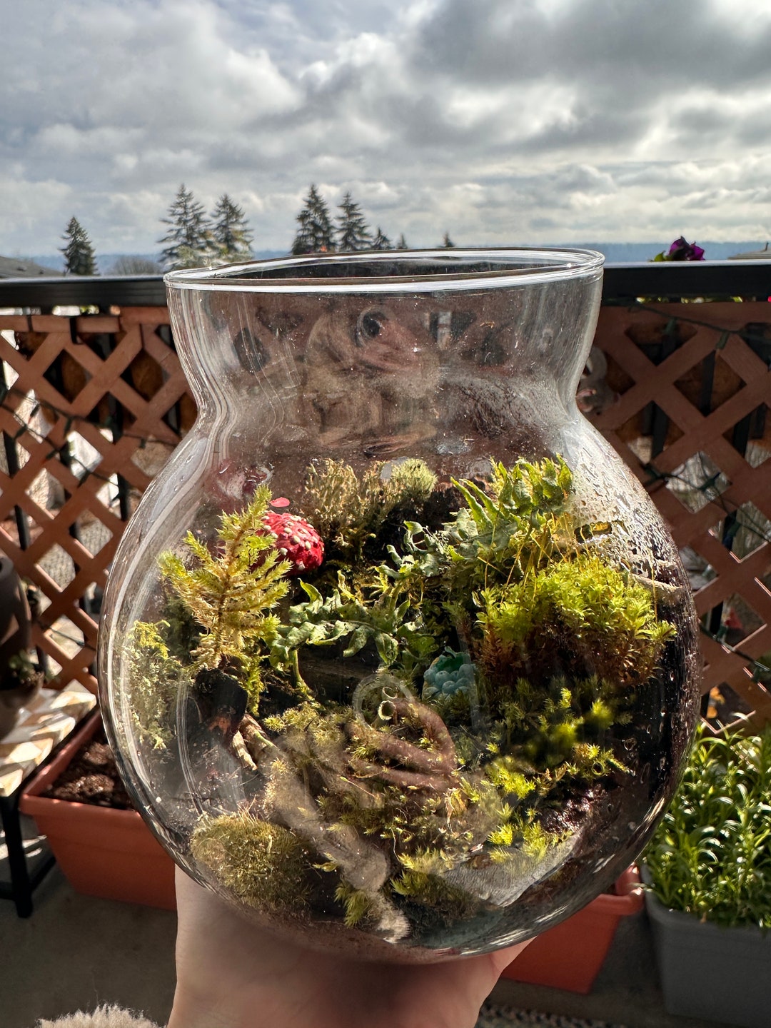 17 Oz Terrarium With LED Cork Lid - Etsy