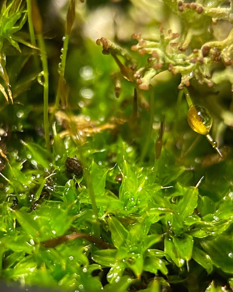 Star Moss Syntrichia Princeps | Live Moss With Sporophytes | Terrarium ...