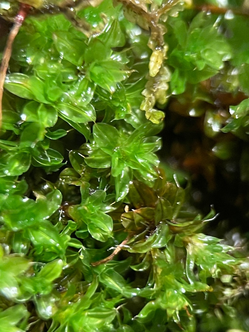 Star Moss Syntrichia Princeps | Live Moss With Sporophytes | Terrarium ...