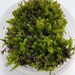 Swan’s-neck Thyme Moss | Mnium Hornum | Terrarium Moss - Etsy