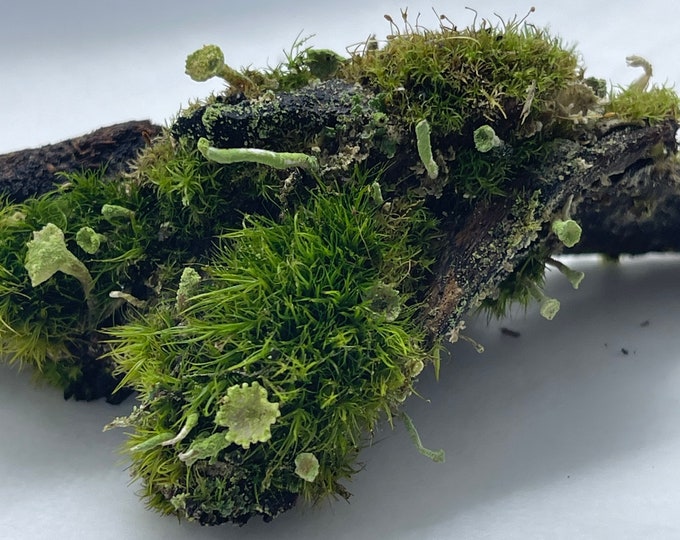 Moss/lichen Wood Specimen | Live | Each One is Unique - Etsy