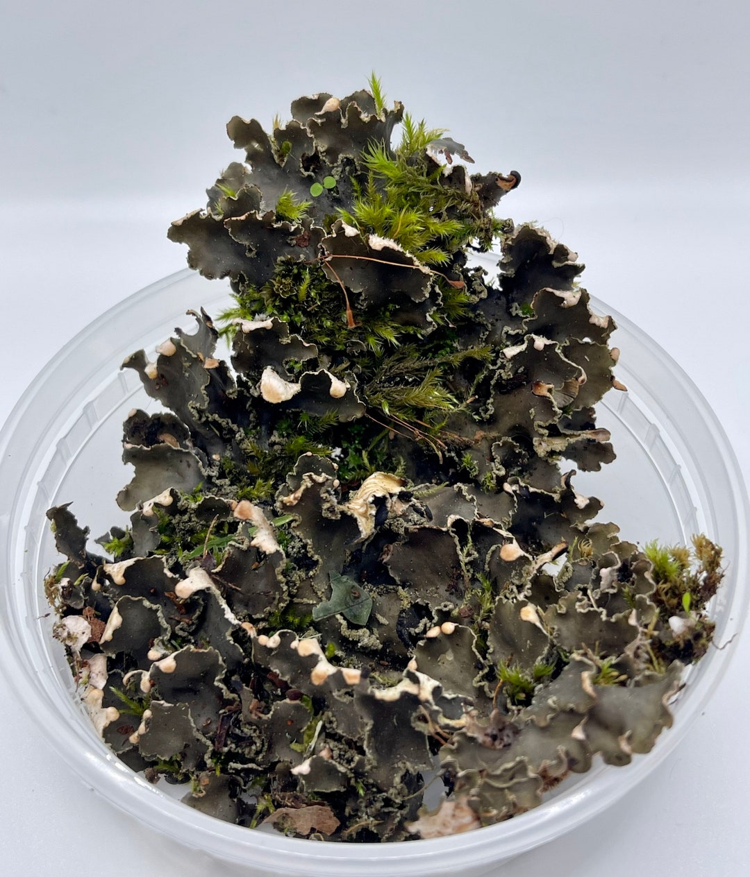 Peltigera Membranacea | Membranous Pelt Lichen | Free Shipping - Etsy