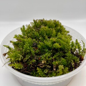 Swan’s-neck Thyme Moss | Mnium Hornum | Terrarium Moss - Etsy