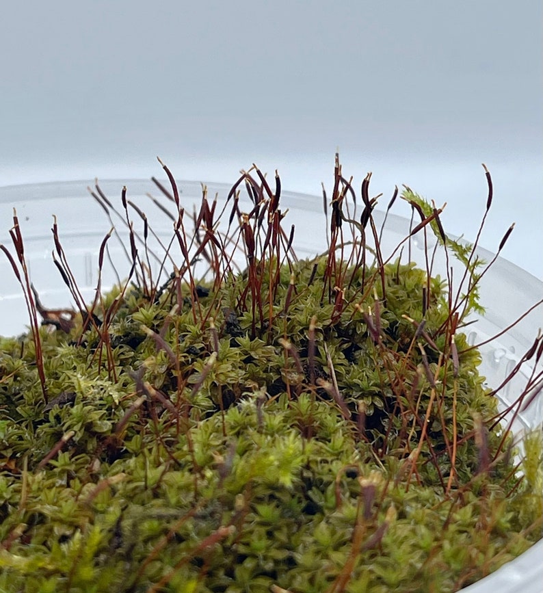 Star Moss Syntrichia Princeps Live Moss With Sporophytes - Etsy
