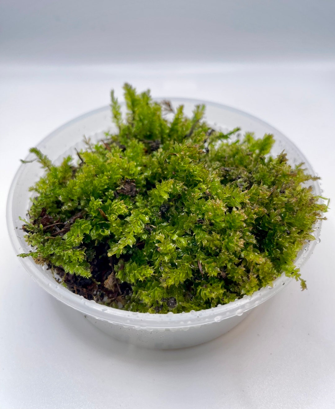 Swan’s-neck Thyme Moss | Mnium Hornum | Terrarium Moss - Etsy