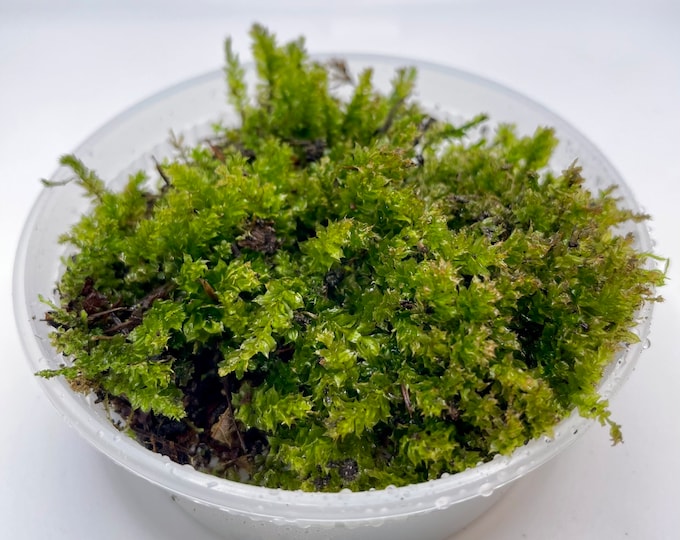 Swans-neck Thyme Moss Mnium Hornum Terrarium Moss Free - Etsy