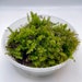 Swan’s-neck Thyme Moss | Mnium Hornum | Terrarium Moss - Etsy