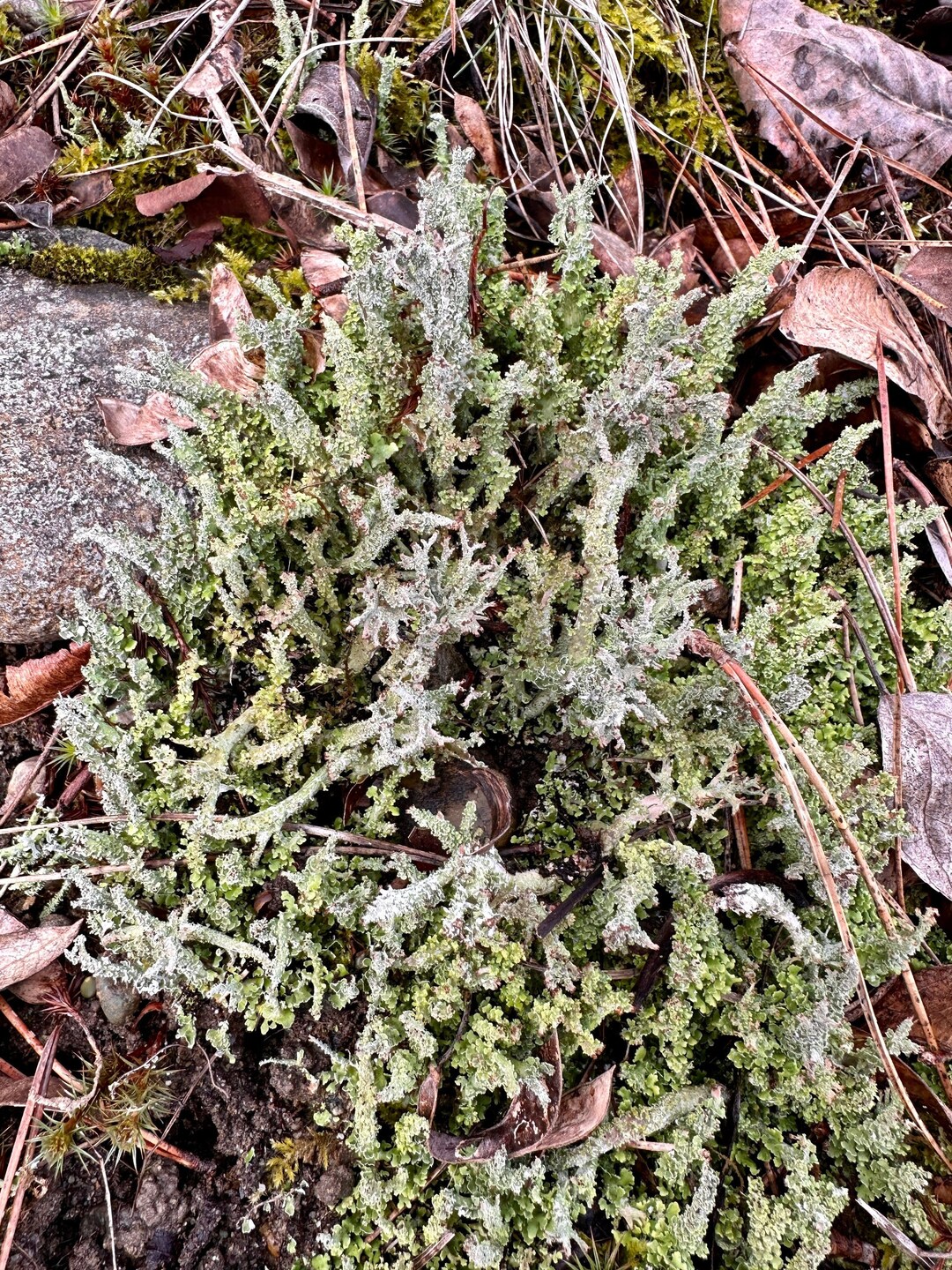 Dragon Horn Lichen | Cladonia Squamosa - Etsy