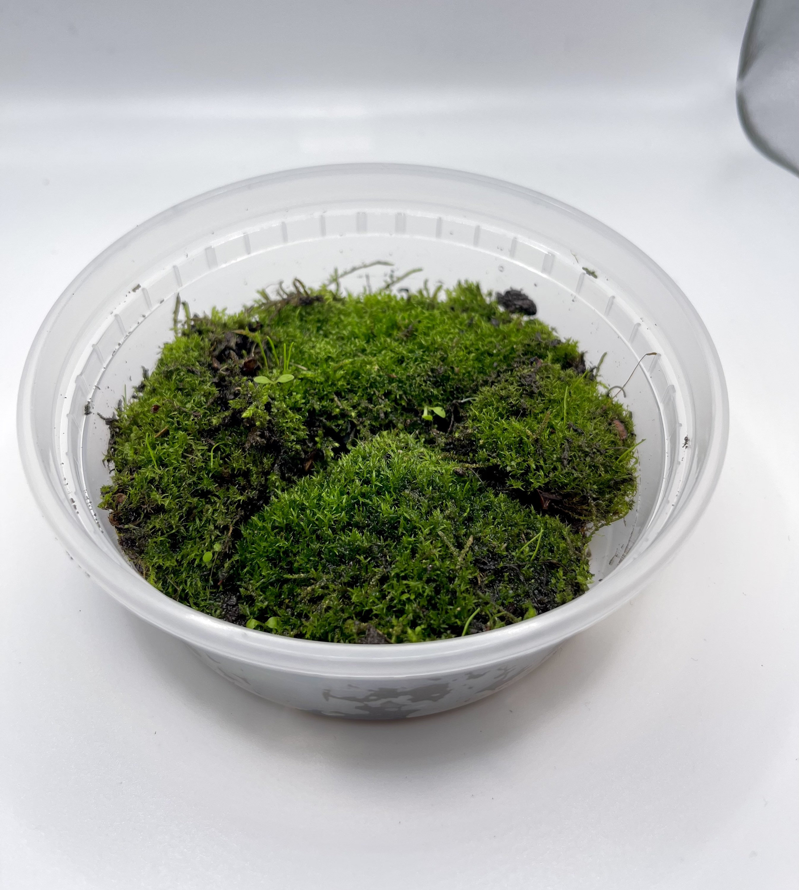 Moss Lawn Turf Moss | Ground Cover Spreads Easily | Free Shipping - Etsy
