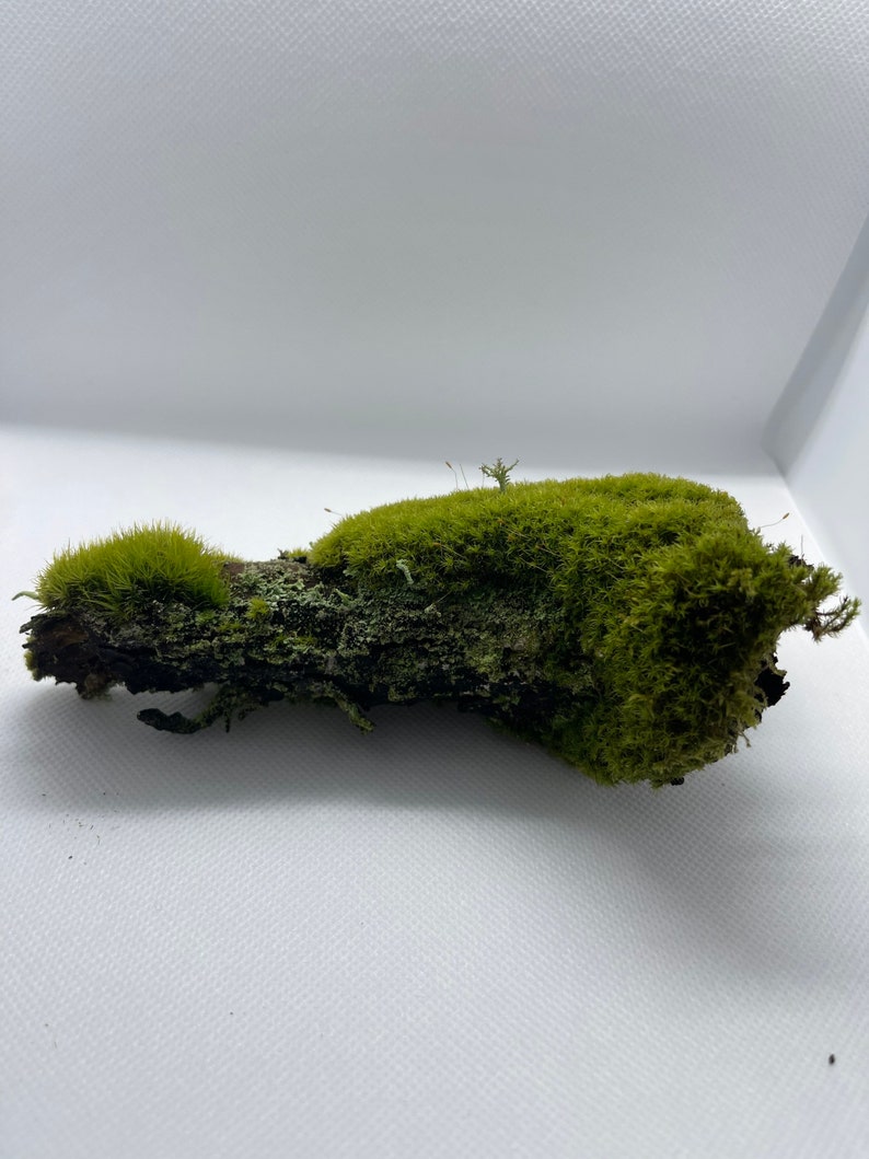 Moss/lichen Wood Specimen | Live | Each One is Unique - Etsy