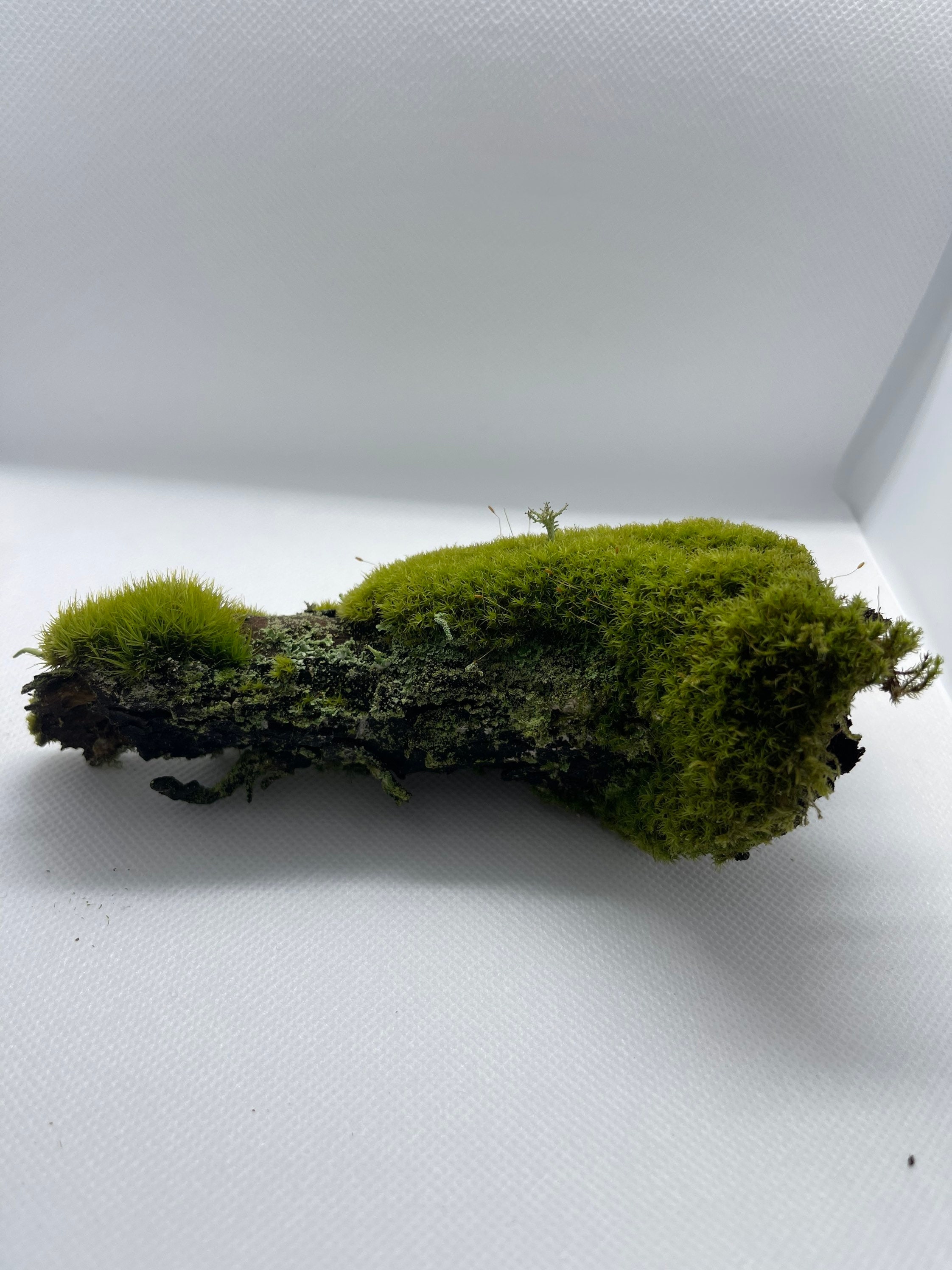 Moss/lichen Wood Specimen | Live | Each One is Unique - Etsy