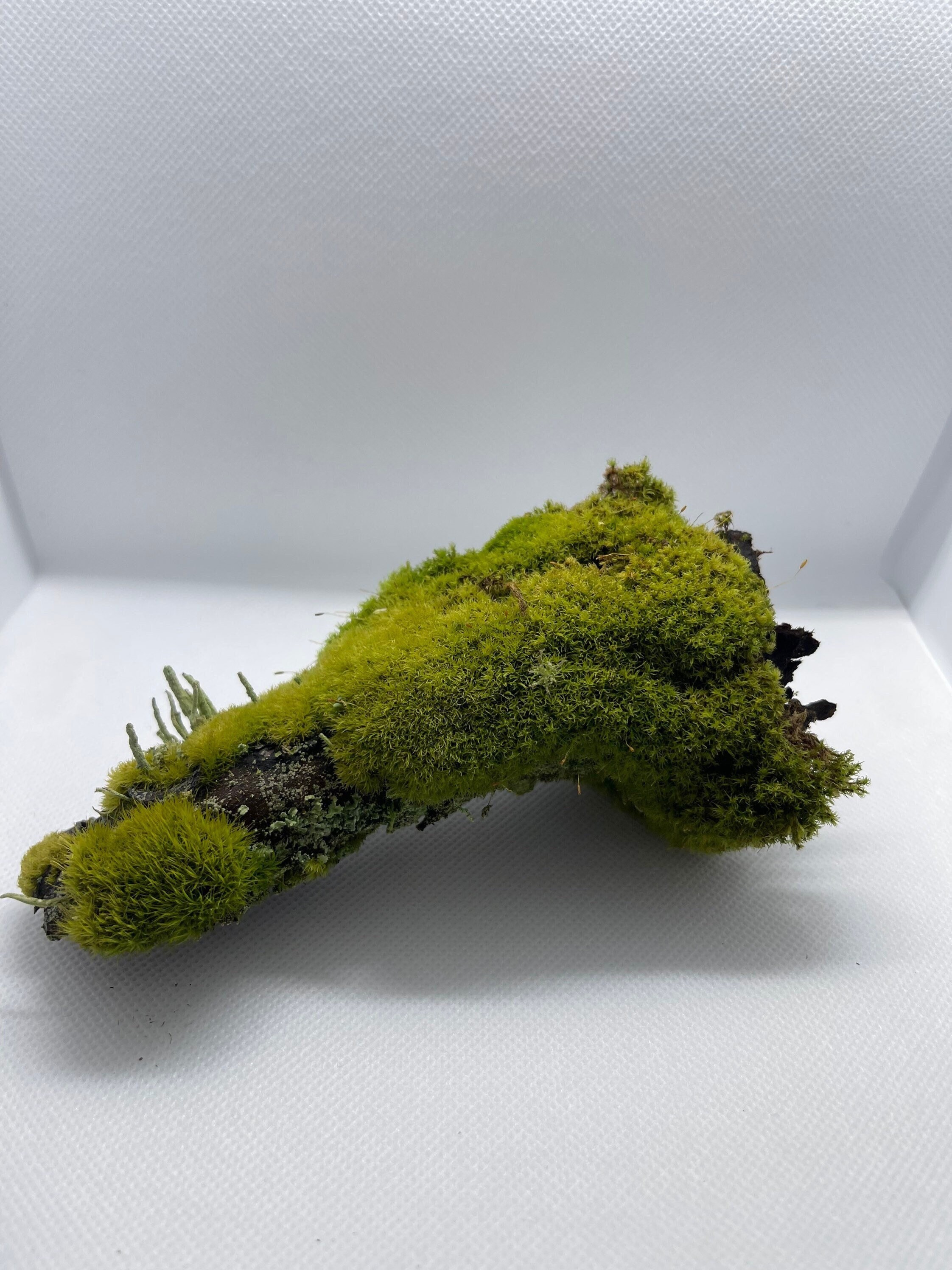 Moss/lichen Wood Specimen | Live | Each One is Unique - Etsy