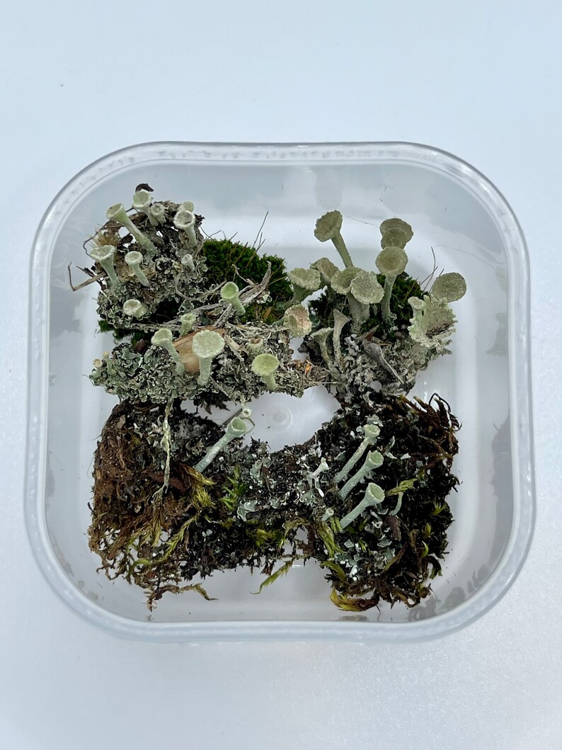 Pixie Cups Lichen Trumpet Lichen Mini Box Live and Fresh - Etsy