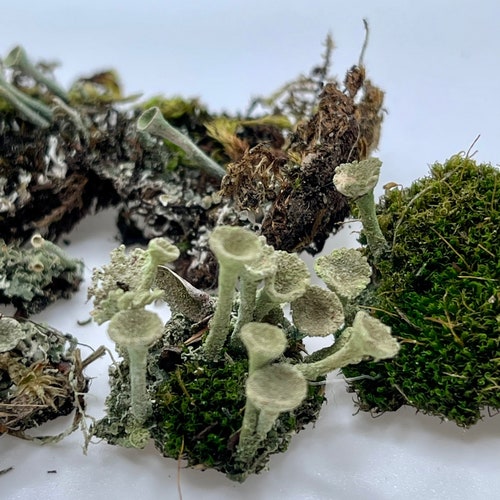 Pixie Cups Lichen Trumpet Lichen Mini Box Live and Fresh - Etsy