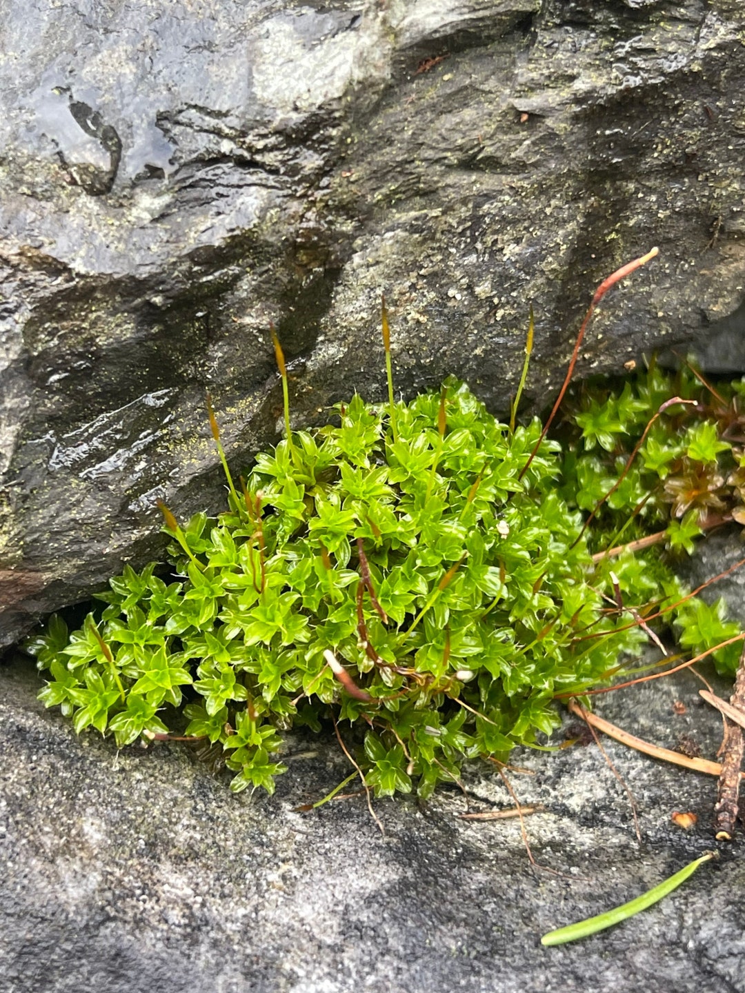 Star Moss Syntrichia Princeps | Live Moss With Sporophytes | Terrarium ...