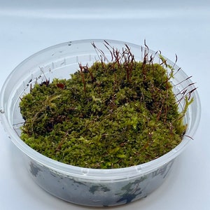 Star Moss Syntrichia Princeps | Live Moss With Sporophytes | Terrarium ...