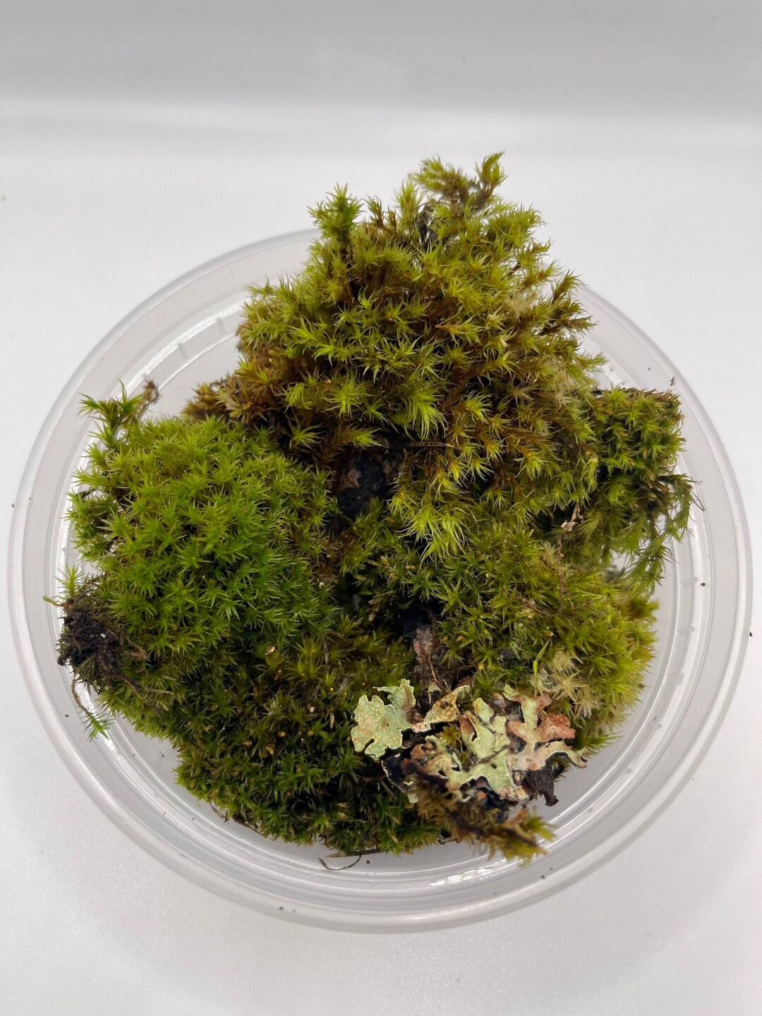 Lyell’s Bristle Moss | Terrarium Moss | Fluffy Moss - Etsy