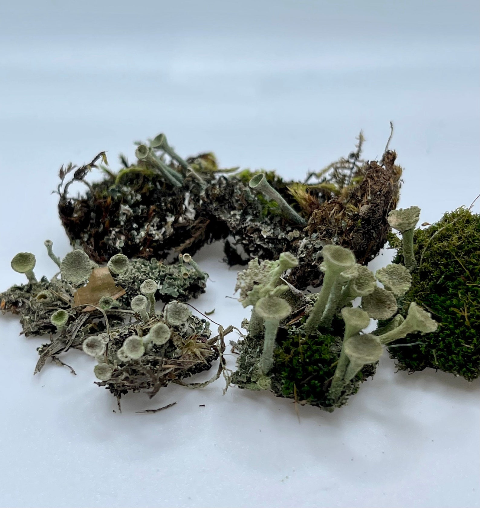 Pixie Cups Lichen Trumpet Lichen Mini Box Live and Fresh - Etsy