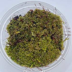Star Moss Syntrichia Princeps | Live Moss With Sporophytes | Terrarium ...