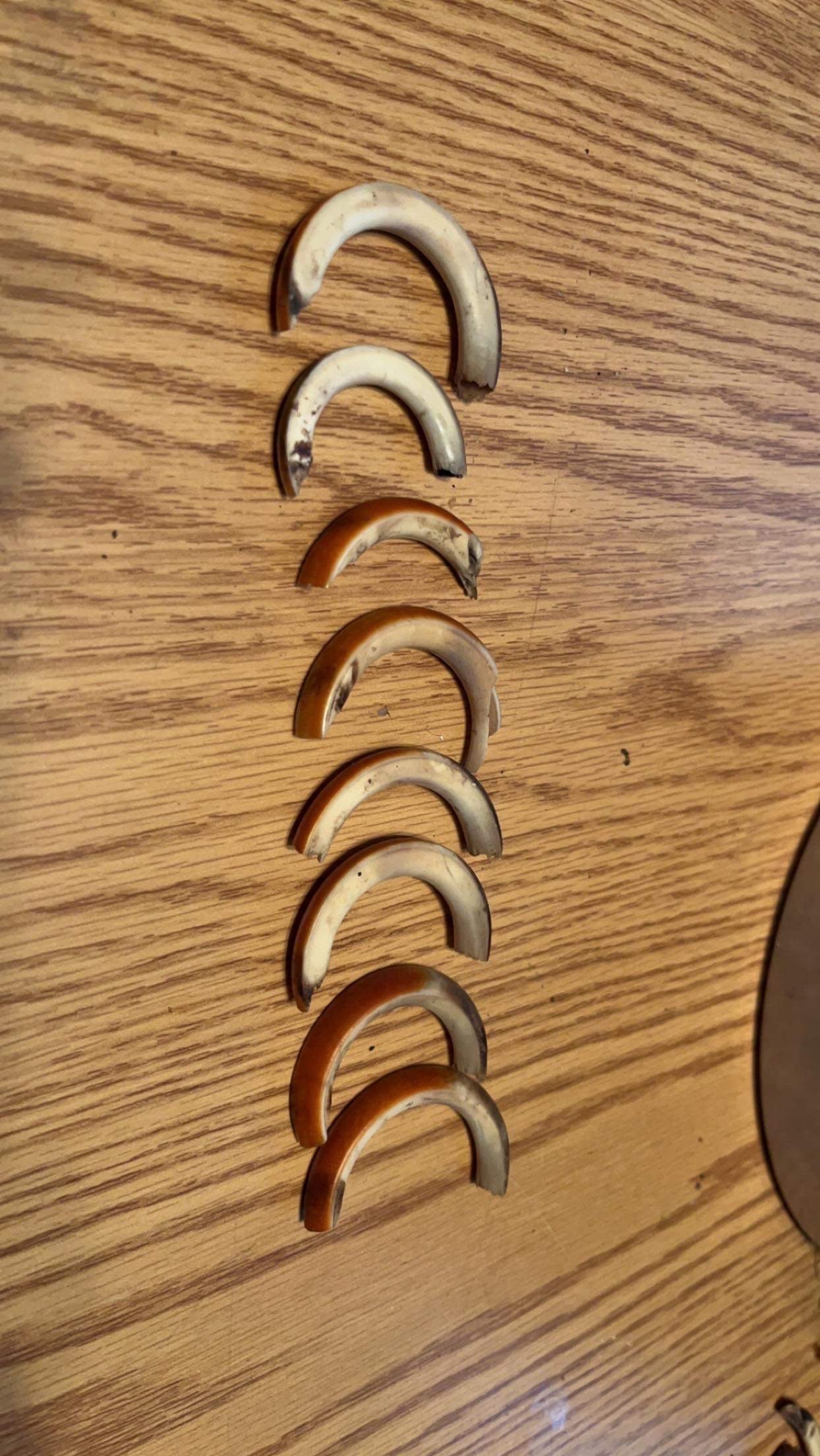 Beaver Teeth Lot of 10. Top Teeth - Etsy