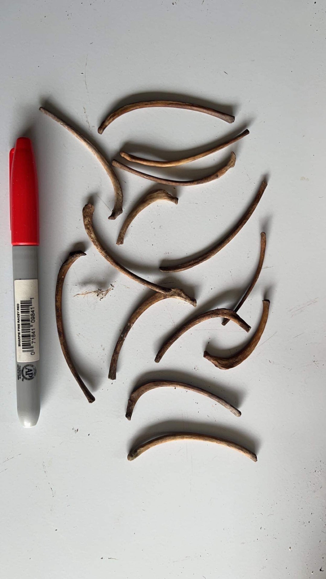 Raccoon Ribs. Multiple Variations Available - Etsy