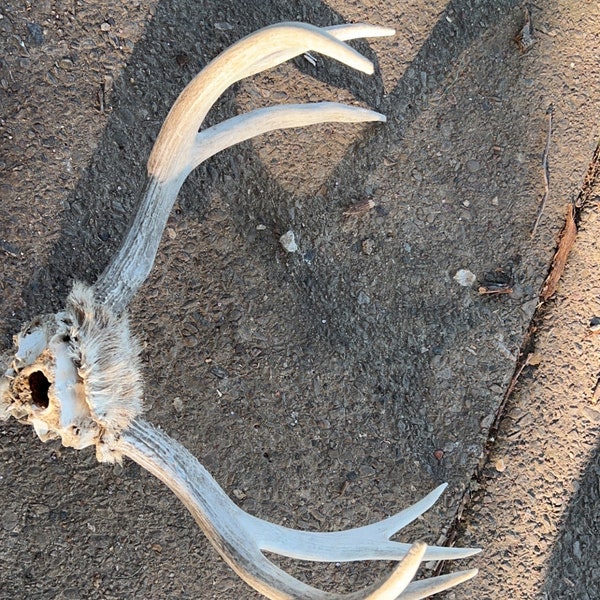 Deer Antler Rack - Etsy