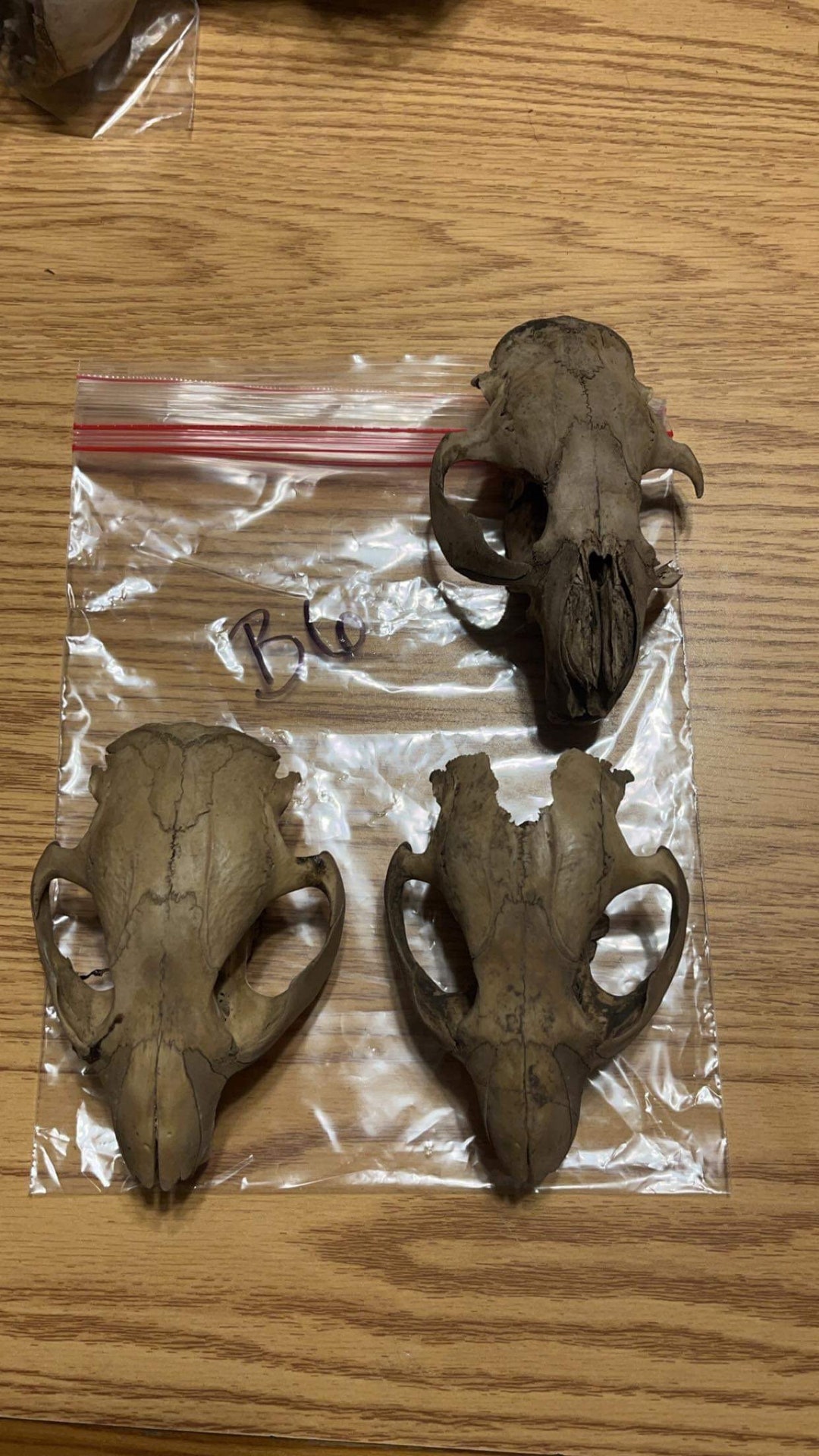 Beaver Skull Lot. Multiple Variations Available - Etsy