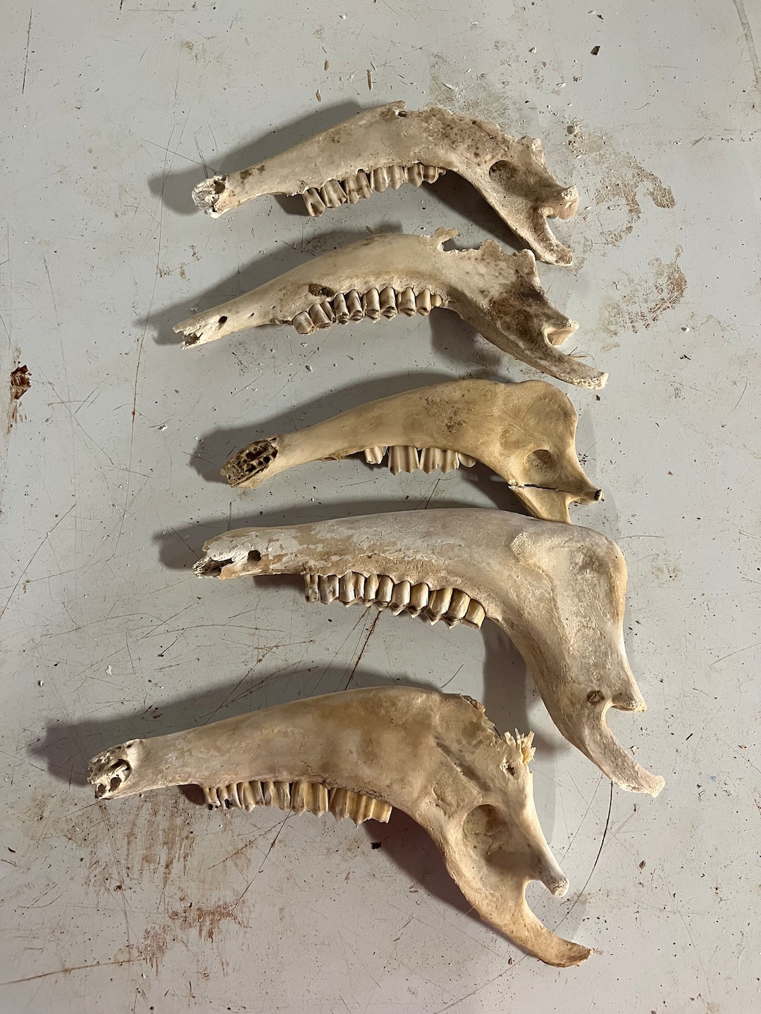 Read Description Sheep Jaw Bones All - Etsy