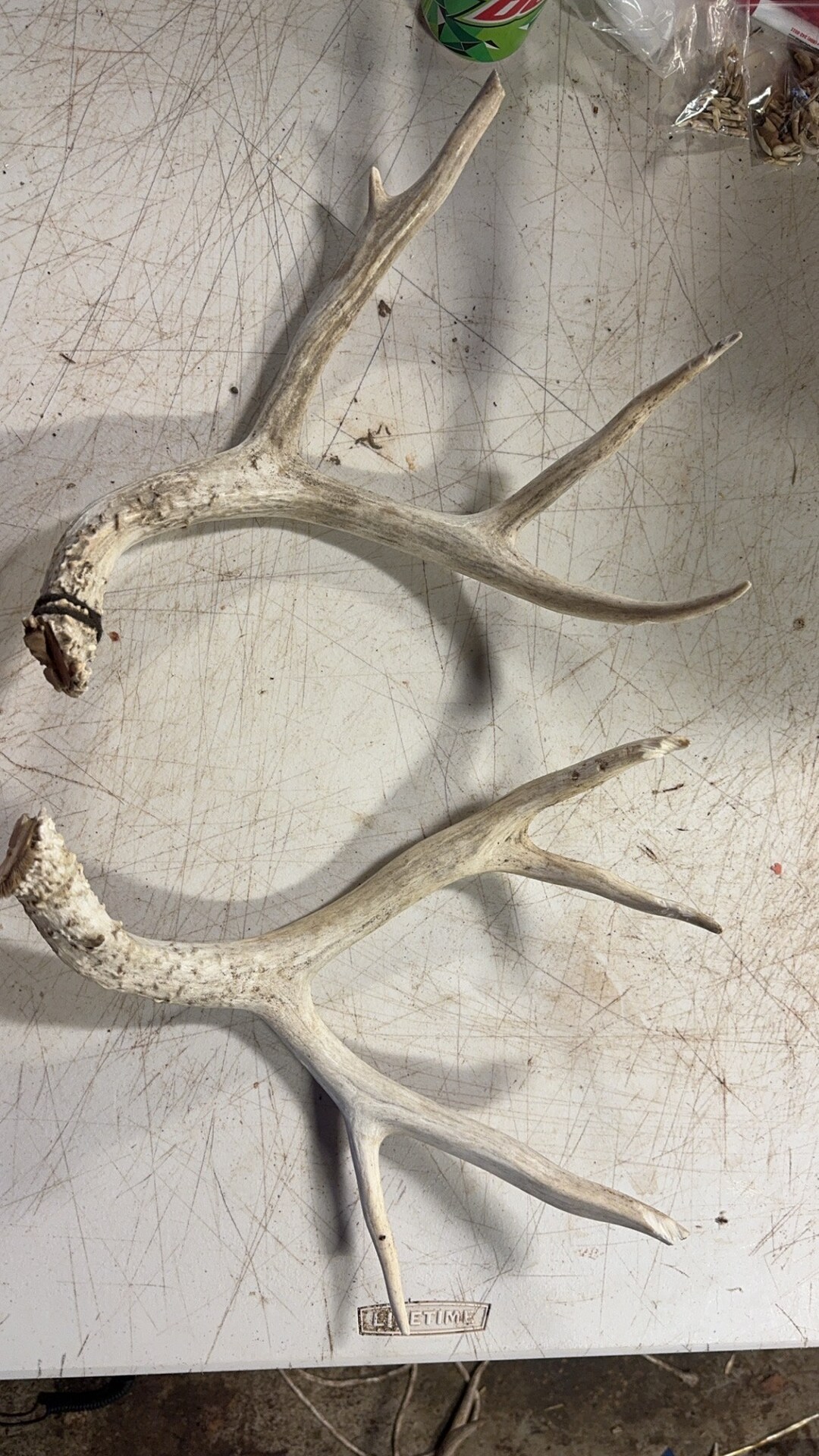 Shed Antler / Deer Antlers, Rack, Horns 4x4 - Etsy